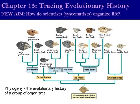 ppt chapter 15 tracing evolutionary history powerpoint presentation