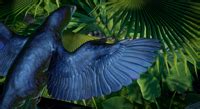 Microraptor Prehistoric Kingdom Wiki Fandom