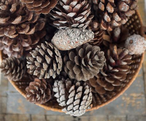 Assorted Pinecones In Bag Flowers Talk Tivoli