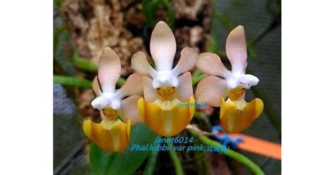 Орхидея Phal Lobbii Pink купить доставка Украина