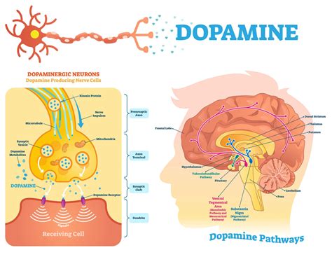The Brains Dance With Dopamine Understanding The Neurochemistry Of