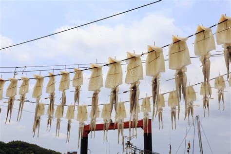 Dry Squid In Yobuko Japan Stock Image Image Of Kyushu 118165801