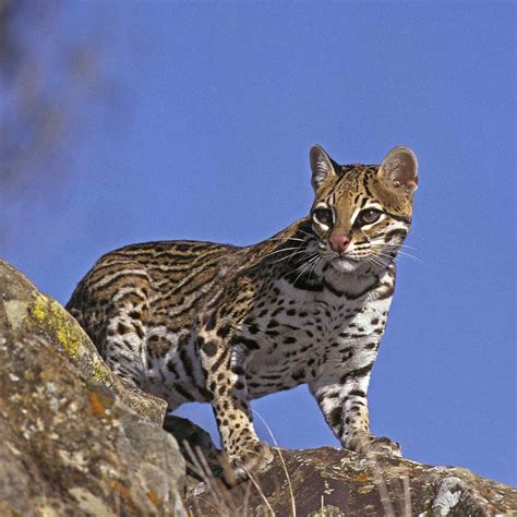 10 Facts About Beautiful Ocelots Factopolis