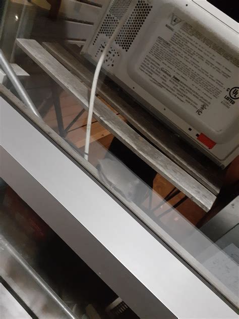 Rats Mice At Micro Yalis Vlsb R Berkeley