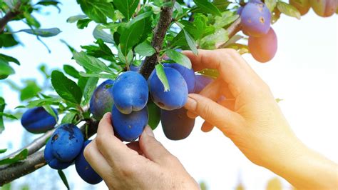 Most Of The Worlds Plums Come From This Country