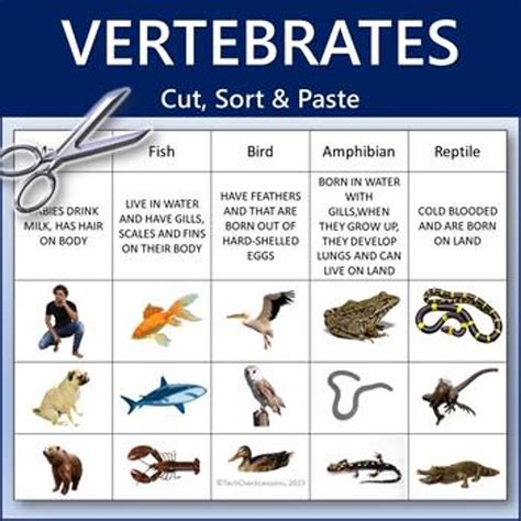 Vertebrates Cut Sort And Paste Worksheet Activity Science Editable