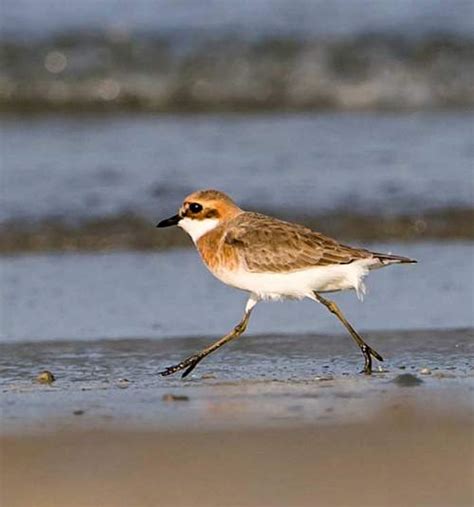 Lesser Sand Plover Images Birds Of India Bird World