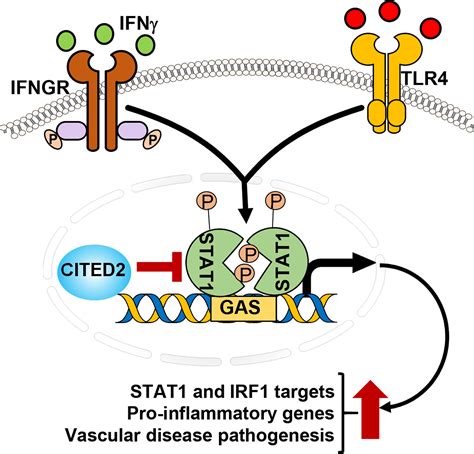 Cited2 Inhibits Stat1 Irf1 Signaling And Atherogenesis Pmc