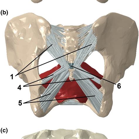 Frontal A And Back B Views Of The Finite Element Model Of The