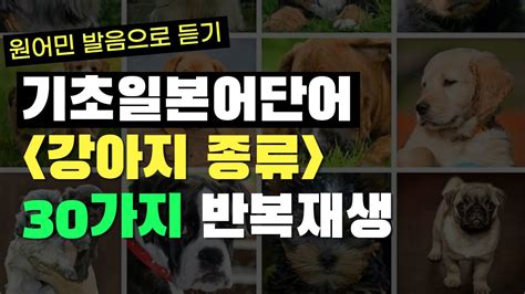 기초 일본어 표현 그냥 편하게 들으면서 외우세요 견종 Youtube