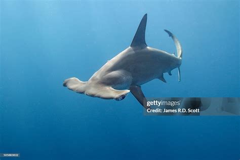 Hammerhead Shark Florida