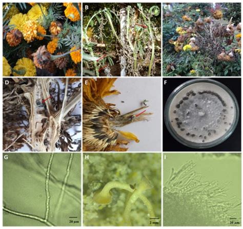 Sclerotinia Sclerotiorum Lib De Bary Insights Into The Pathogenomic