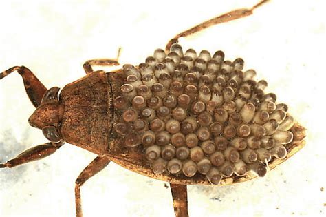 Water Bug Eggs