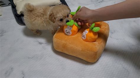 2차 주사💉 맞고 노즈워크한 몽이🥕ㅣ말티푸 몽이의 하루ㅣ몽이는 몽글몽글ㅣ몽이 Vlog Youtube