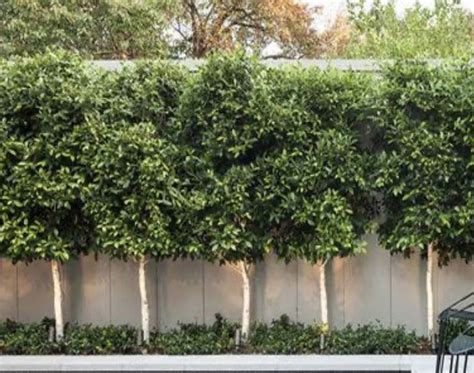 Ficus Hedge Artofit