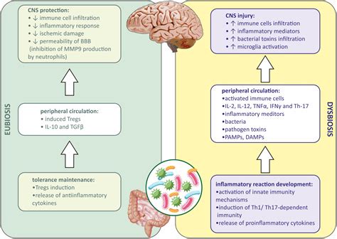 Frontiers Communication Of Gut Microbiota And Brain Via Immune And Neuroendocrine Signaling