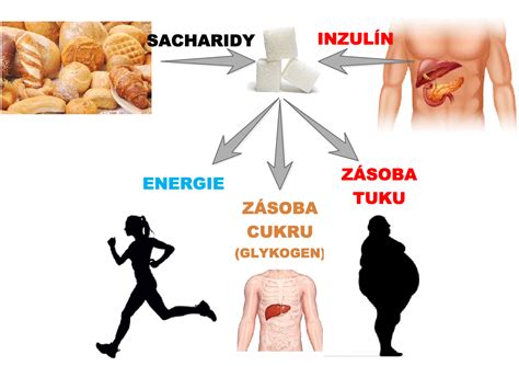 Jak se ukládá v těle tuk (a jak se odbourává) – Jezdobře