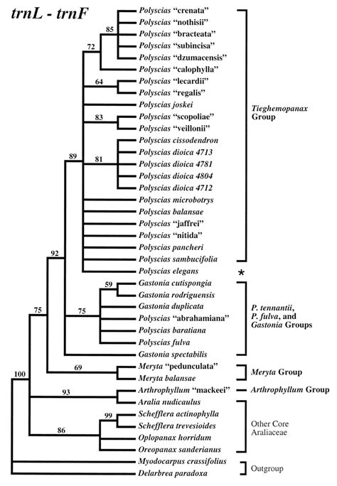 Strict Consensus Of 156 Most Parsimonious Trees Resulting From The Download Scientific Diagram