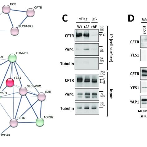 Shc1 Phosphorylation By Yes1 Mediates Rf508del Cftr Internalization Via
