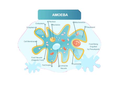 Amoeba Labeled EdrawMax Template