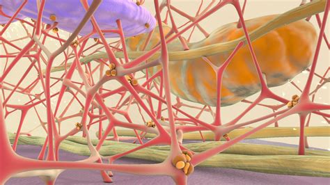 3d Cytoskeleton Cell Turbosquid 1624164