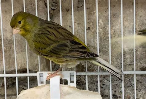 Stéphane Calvo Harzer Club 1893