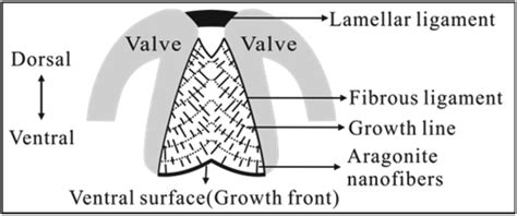 Schematic Of The Bivalve Ligament Of Spisula Solidissima In Transverse Download Scientific Schematic Of The Bivalve Ligament Of Spisula Solidissima In Transverse Download Scientific