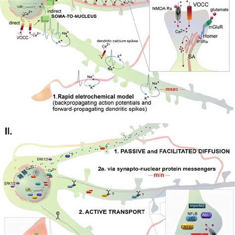 1 The Many Ways From Synapse To The Nucleus There Are Many Possible