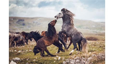 Wild Mustang Photography