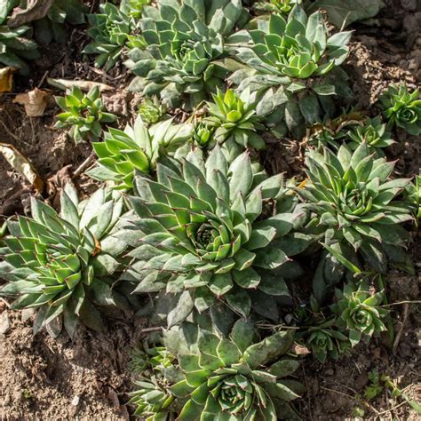 Hens And Chickens Plant