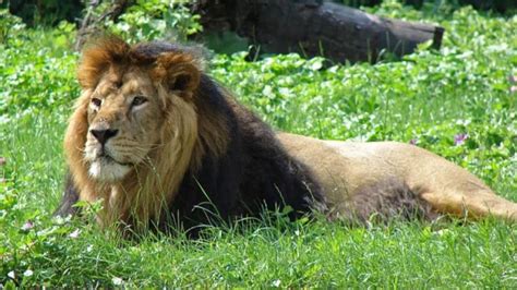 How Gujarat Counted Its Asiatic Lions 35 000 Square Km 11 Districts