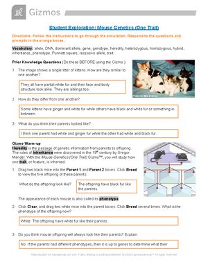 Lab Mouse Genetics Two Traits Assignment Lab Report Hypothesis If A Mouse Inherits A