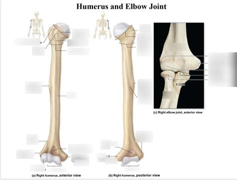 Humerus And Elbow Joint Diagram Quizlet