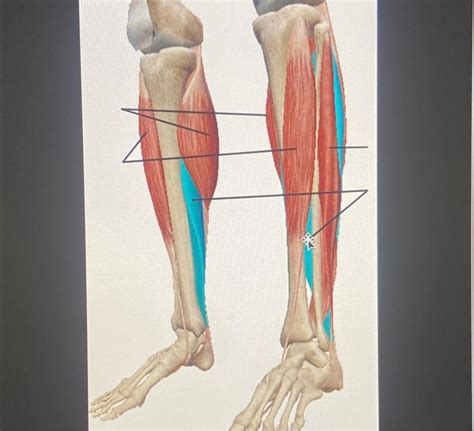 Solved Can You Label The Structure Please