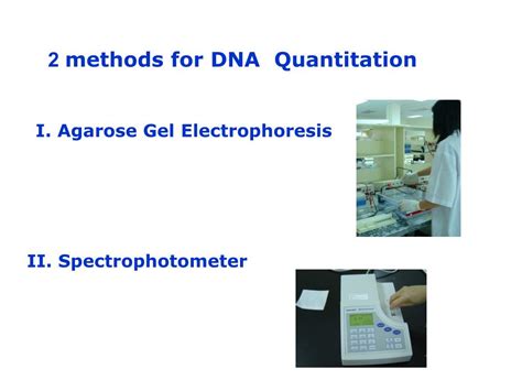 Ppt Dna Quantitation Powerpoint Presentation Free Download Id6365080