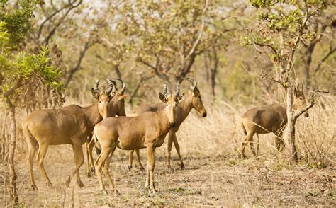 Waza National Park Lion