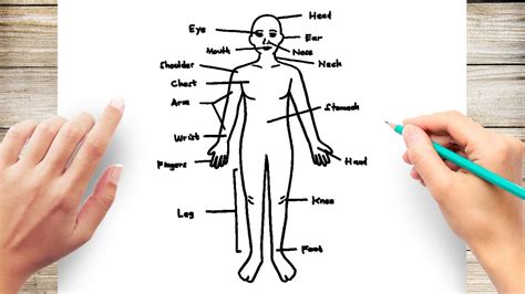 Parts Of Body Easy Drawing At Cooper Meares Blog