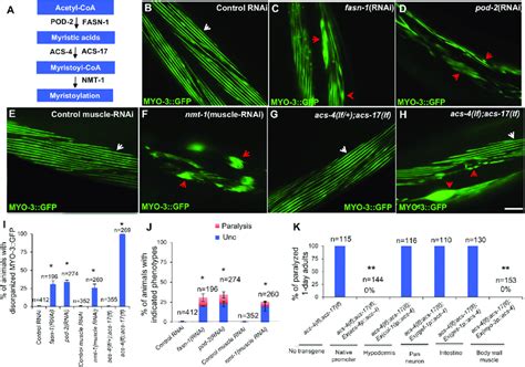 Fatty Acid Synthesis And Protein Myristoylation Impact Worm Mobility Download Scientific