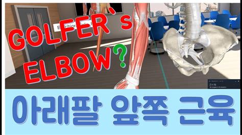 아래팔 앞쪽 근육노쪽손목굽힘근요측수근굴근 긴손바닥근장장근 등 6개 근육 Youtube