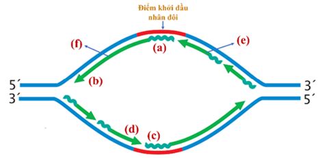 Phát biểu nào sau đây không đúng khi nói về hệ gene của sinh vật
