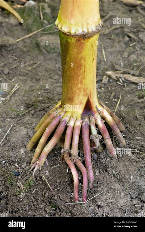 Corn Adventitious Roots Zea Mays These Roots Are Also Known As Prop