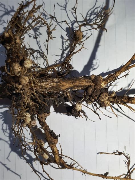 Muhammad Al Dhafa Darren Jawda On Linkedin Root Nodules With The Application Of Washed Rice