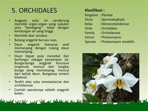 Monokotil Dan Dikotil Hidupybc Pptx Pptx