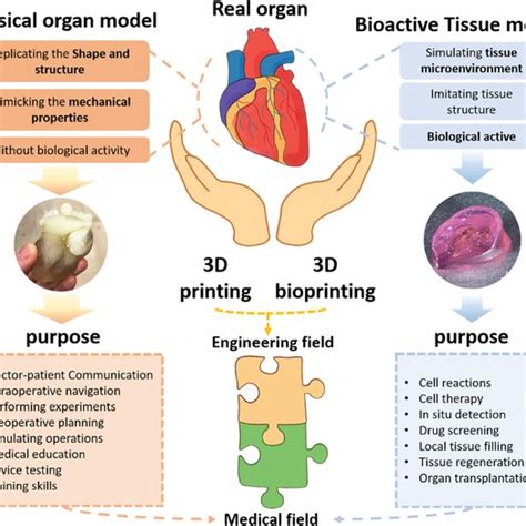 The Difference Between Organ Model And Tissue Model Eg Tissueorgan