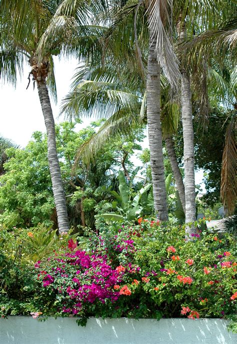 White Flowers On Palm Trees At Juan Frost Blog