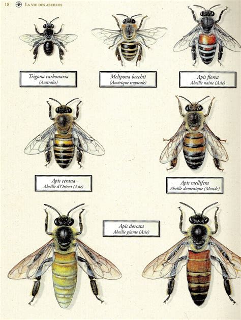 Types Of Bees How To Identify Different Bee Species