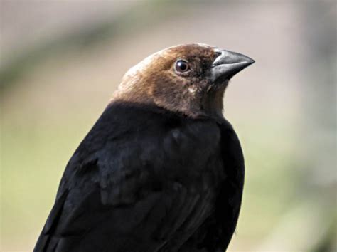 Brown Headed Cowbird Facts Pictures And Questions