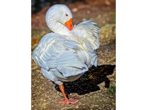 Emdener Gans Größte Deutsche Hausgans Huehner Welt