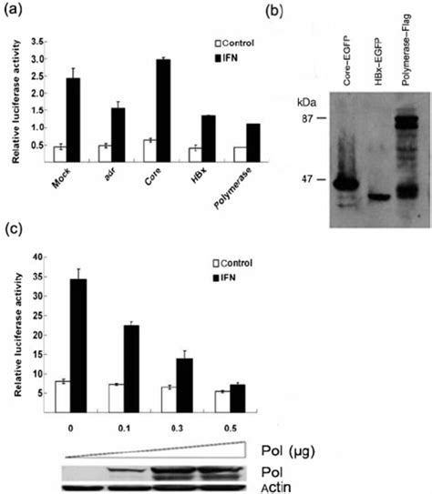 Determination Of The Region Of Hbv Polymerase Required For The