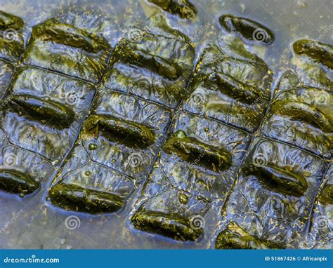 De Stekels En De Randen Op De Rug Van Een Levende Krokodil Stock Foto